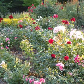 Startseite - Botanischer Garten Solingen